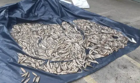 Major fish kill in County Donegal