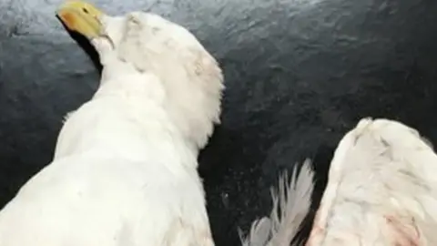 Gull killed in Lyme Regis spade attack, RSPCA says