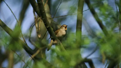 Kent farmers work to restore nightingale populations
