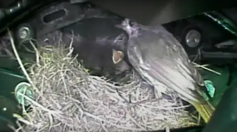 First robin chicks hatch from eggs laid on a motorbike