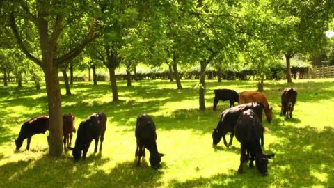 How to plant a tree for free in Wychavon