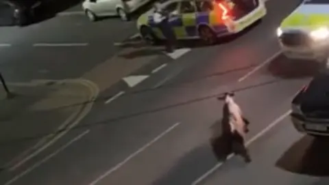 Staines: Cow police collision a criminal investigation