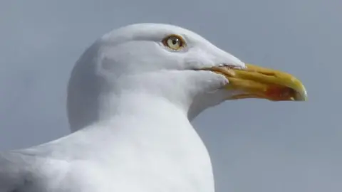 Gull put down after suspected crossbow attack in Stranraer