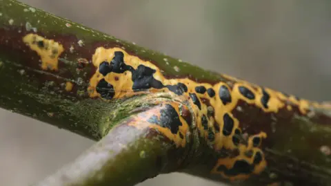 Rare fungus found on a tree at Rutland Water reservoir