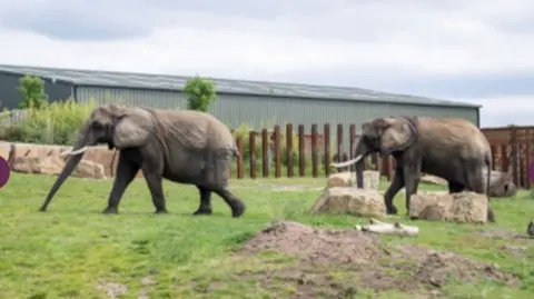 Two new elephants join West Midlands Safari Park