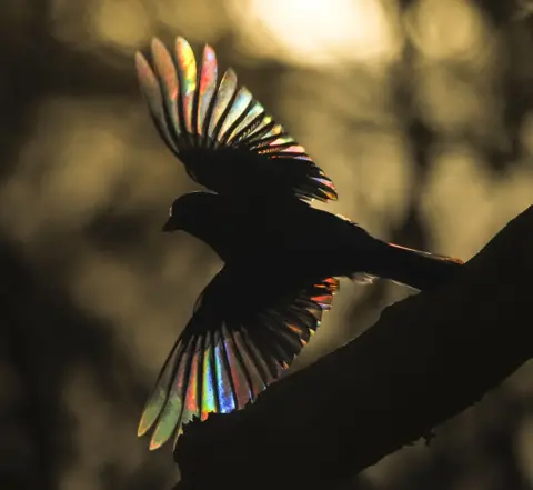 British birds photographed with rainbow wings in Shropshire