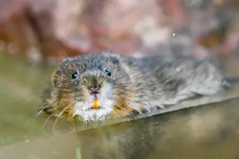 Wildlife charity makes plea to for volunteer water vole counters