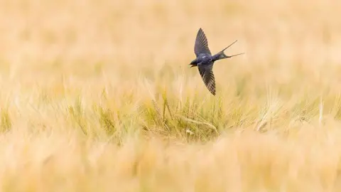 Scottish Nature Photography Award winners announced