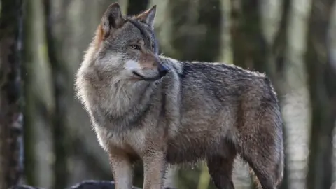 Could wolves and lynx return to Ireland's countryside?