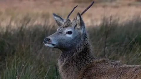 Police Appeal After Deer Found Beheaded In Inverness