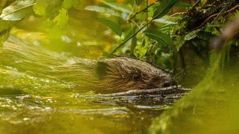 Orphaned beavers released in Plymouth in rewilding project
