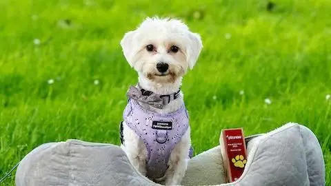 Dog friendly shopping ends after poo complaints