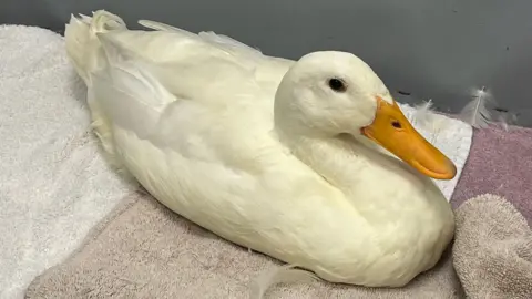 Blind duck searches for 'special forever home' in Jersey