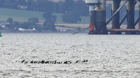 Two dolphins die as group avoids mass stranding in Cromarty Firth