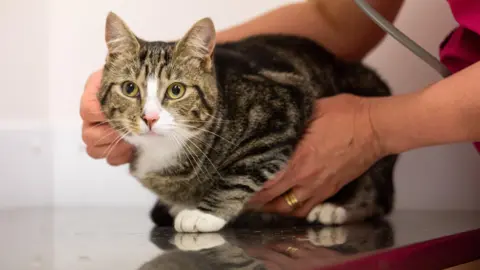 Lily warning from charity after Wolverhampton cat rushed to vet