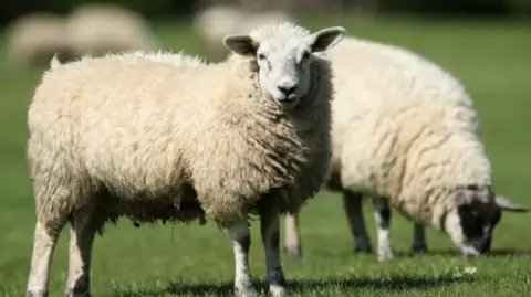 Dogs put down after spate of Dinedor sheep attacks