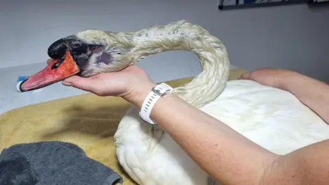 River Cam swan that was beaten and shot in the face, recovering