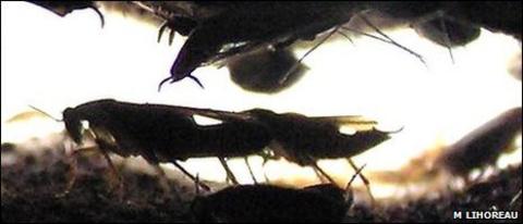 How cockroaches 'talk' about food - BBC News