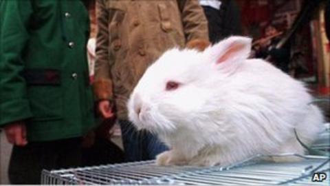 Chinese rabbit-crushing video condemned - BBC News