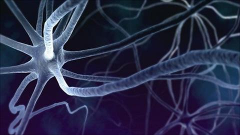 Skin cells 'turned into neurons' by US scientists - BBC News