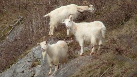999 distress call victim 'was goat' - BBC News
