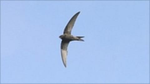 RSPB swift survey tackles falling numbers in London - BBC News