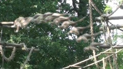 Gibbons' extraordinary jumps 'down to technique' - BBC News