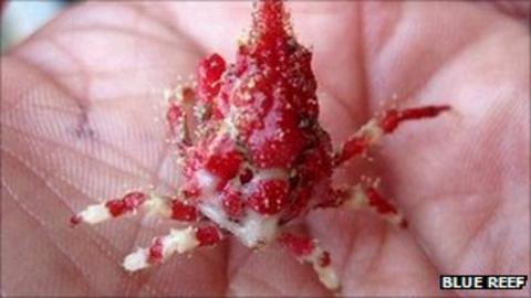 Rare crab makes appearance at Cornish aquarium - BBC News