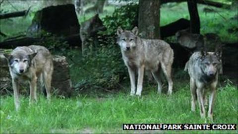 Wolf makes a comeback in France - BBC News