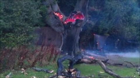 Oak tree near Ross-on-Wye 'struck by lightning' - BBC News