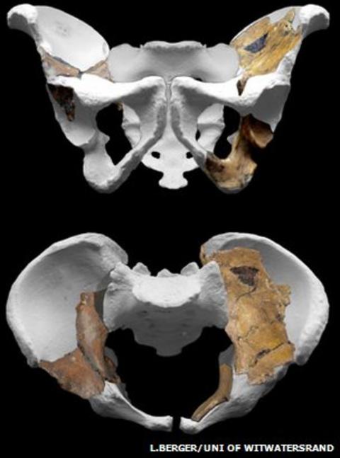 African fossils put new spin on human origins story - BBC News