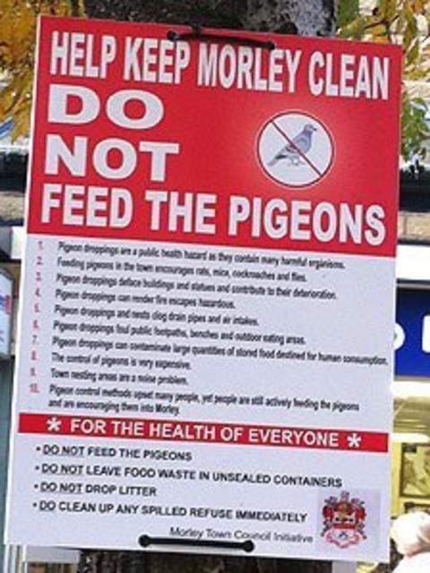 Morley Town Council agrees pigeon cull - BBC News