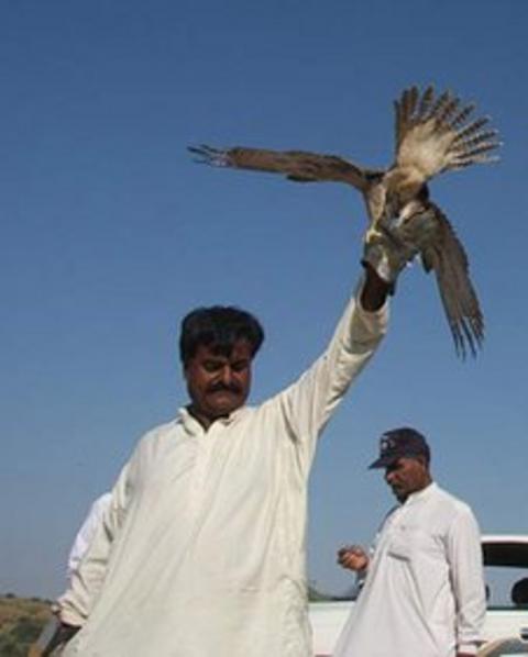 Pakistan releases hunting falcons 'from Qatari royal' - BBC News