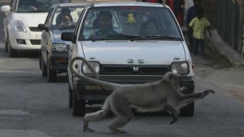 India monkey showers people with stolen banknotes in Shimla - BBC News