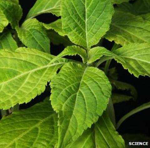 Using YouTube to study effects of hallucinogen salvia - BBC News