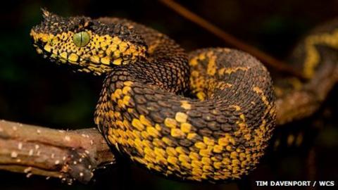 New viper snake species found - BBC News