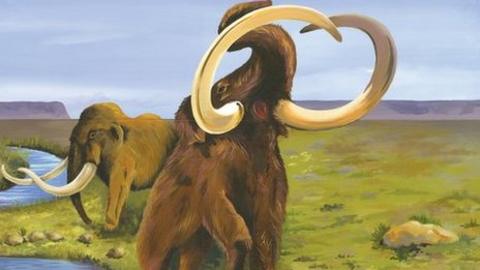 Frozen baby woolly mammoth in Manchester Museum exhibition - BBC News