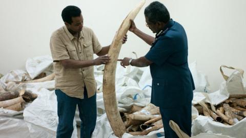 The illegal trade in elephant ivory - BBC Newsround