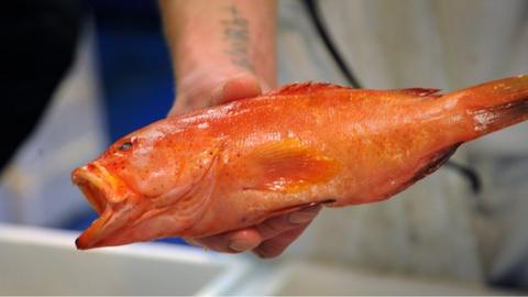 The great British fish swap - BBC News