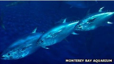 Bluefin tuna record Fukushima radioactivity - BBC News