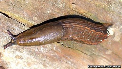 Who, What, Why: Are British slugs under threat? - BBC News