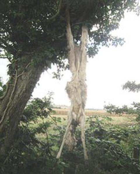 Deer found hanged from tree near Ayr - BBC News