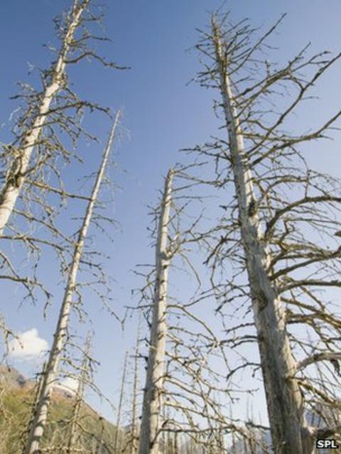 Why are the world's older trees disappearing? - BBC News