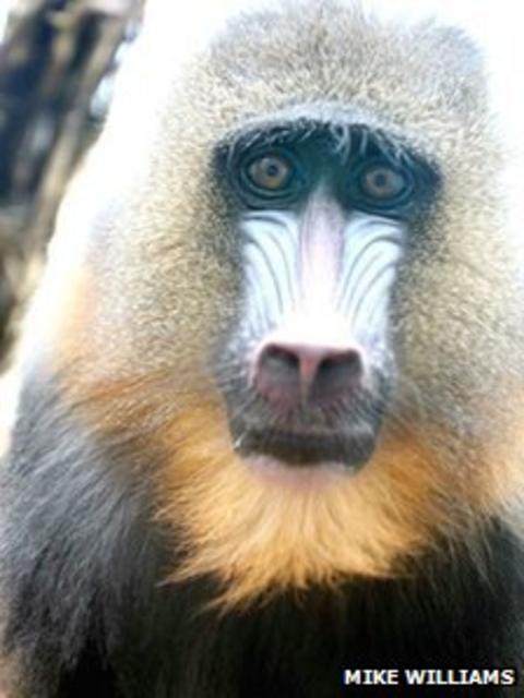 Wales Ape and Monkey Sanctuary: Pair give refuge to unwanted primates ...