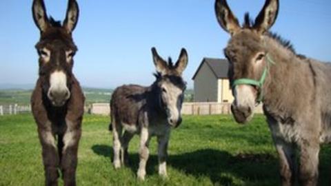 Mary and the three wise donkeys - BBC News