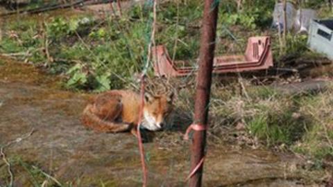 Fox attacked baby boy in own home, police say - BBC News