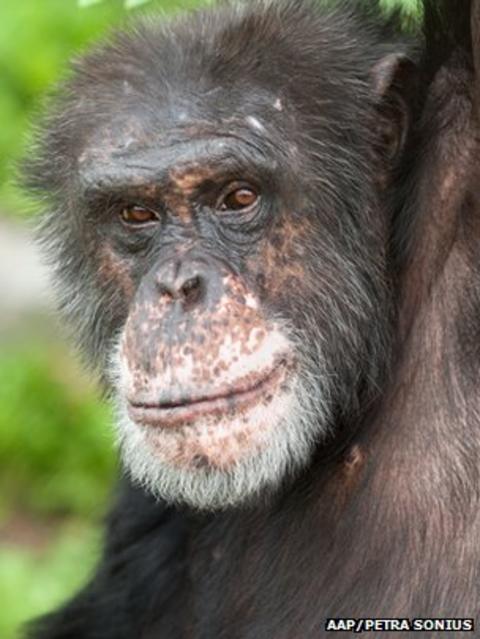 Lab chimps successfully treated with anti-depressants - BBC News