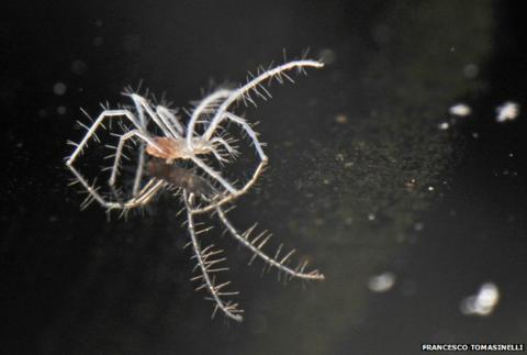 The bug-hunters discovering new species in their spare time - BBC News