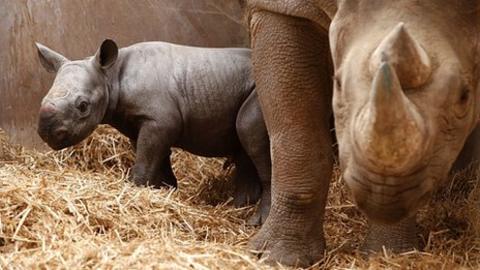Could sound design help captive rhino breeding? - BBC News