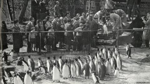 The Edinburgh Zoo Centenary Exhibition - BBC News